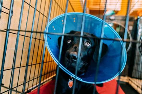 When To Neuter Spay Or Desex A Labrador