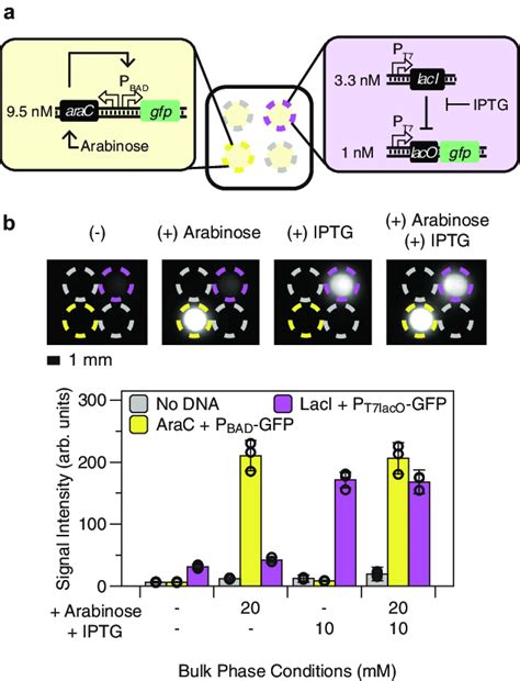 Simultaneous Detection Of Multiple Model Small Molecules In Download Scientific Diagram
