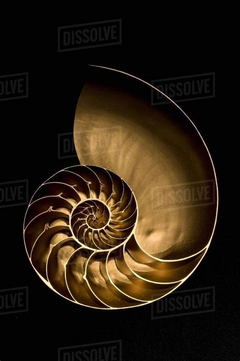 Sacred Geometry And The Fibonacci Sequence