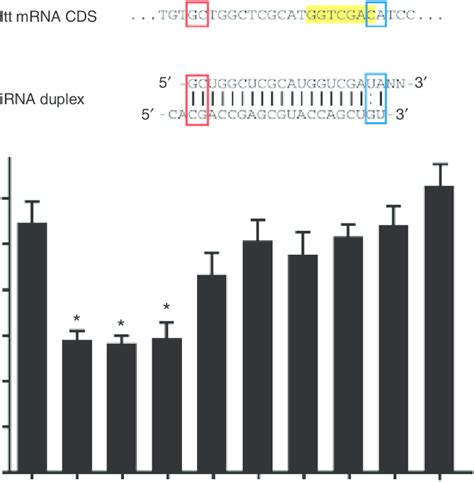 Selection And Screening Of Huntingtin Htt Targeting Small Inhibitory Download Scientific