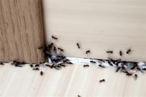 Ant Control Perth Economy Ant Pest Control Perth