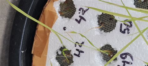 Questions With Answers In RICE Science Topic