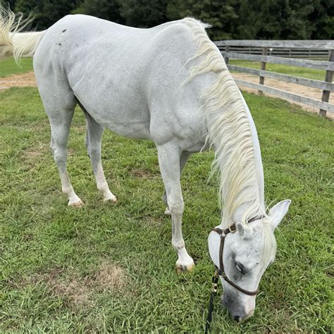 🐴 Meet Sassy 🐴 Dont Let Her Small Size Fool You — Sassy Lives Up To