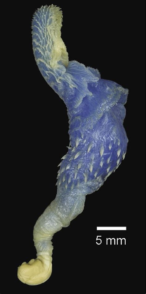 Side View Of The Hemipenis Of Trimorphodon Quadruplex Uta R 44978