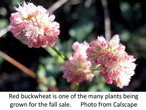 California Native Plant Society