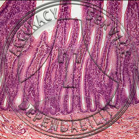 Duodenum Jejunum Ileum Prepared Microscope Slide