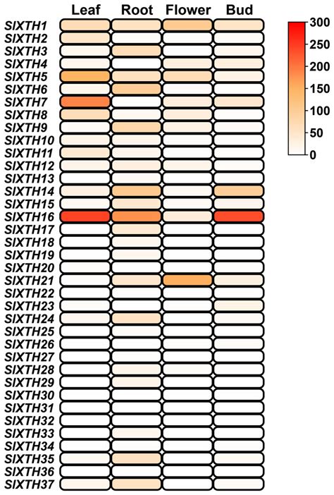 Genome Wide Characterization Of The Xyloglucan Endotransglucosylase