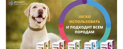 Bravecto средство от клещей/Apoquel в Москве | Добрый день ! 2024 ...