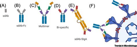 Slaying Sars Cov 2 One Single Domain Antibody At A Time Trends In