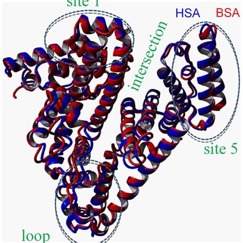 Crystal Structure Alignment Of Hsa And Bsa Hsa Without Fas Pdb Id Download Scientific