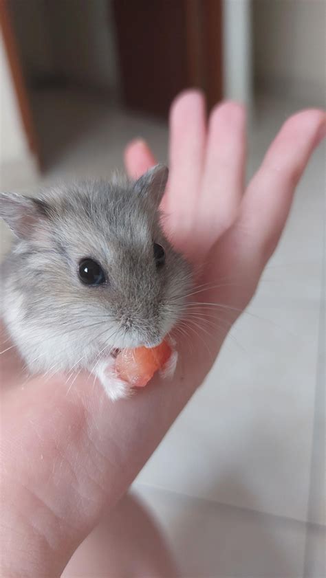 Tiny Bruno Eating A Tiny Strawberry Rlilgrabbies