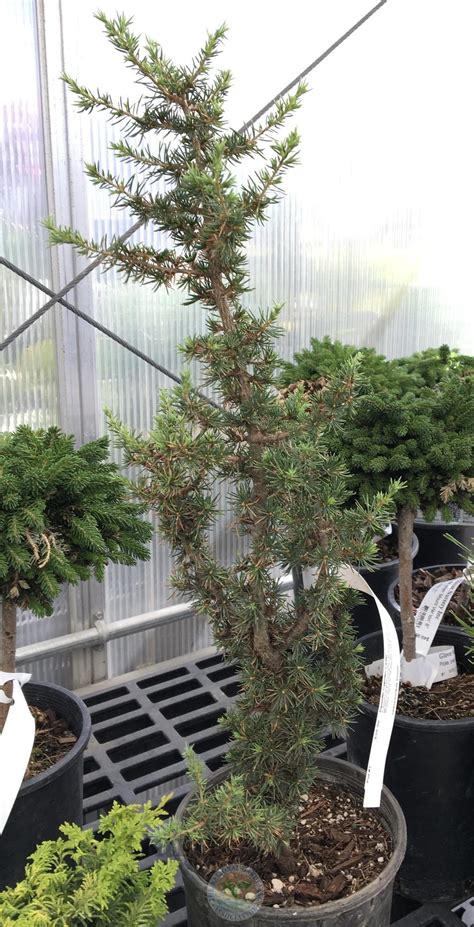Cyprus Cedar Cedrus Libani Var Brevifolia Kenwith Garden Org