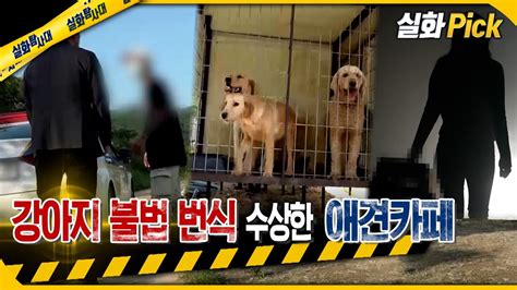 실화Pick 강아지 불법 번식 수상한 애견카페 회 다시보기 실화탐사대 실화On MBC 방송 YouTube