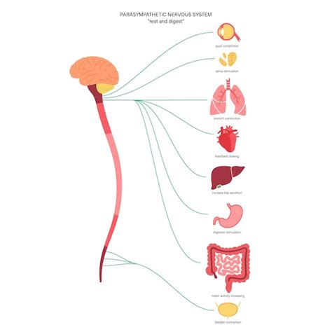 Premium Vector Parasympathetic Nervous System