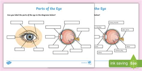 Label Parts Of The Eye Worksheet Sense Of Sight
