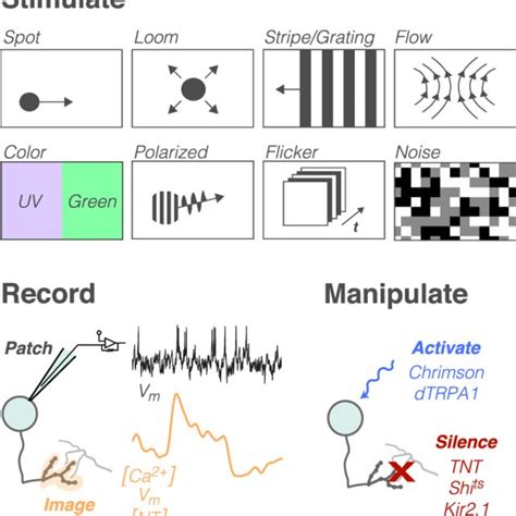 Tools And Techniques To Probe Visual Circuits Top Illustrations Of