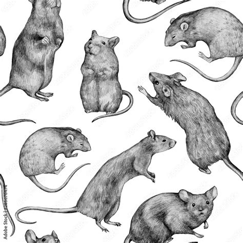 How To Draw A Realistic Mouse How To Draw A Realistic Mouse