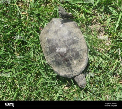 South American Snake Headed Turtle Hydromedusa Tectifera Reptilia