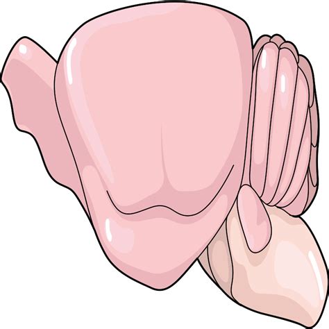 Mouse Brain Side Figure Science Figures