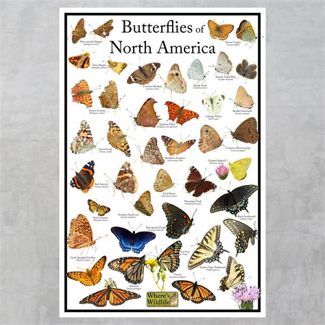 Common Butterflies Of North America Poster Print Butterfly Field