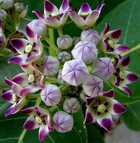Identifying A Beautiful Plant Is It A Hoya Tropical Hoya Flower