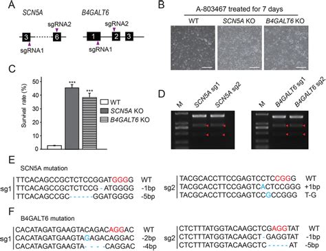 Validation Of Candidate Genes In An A803467 Resistance Assay A