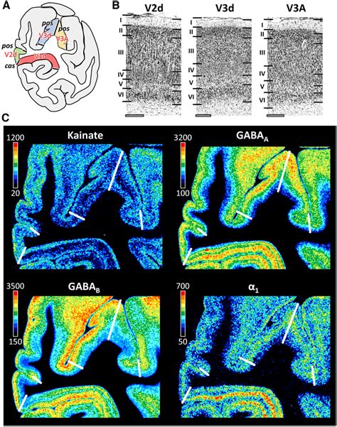 Cyto And Receptor Architecture Of Macaque Dorsal Early Extrastriate Download Scientific