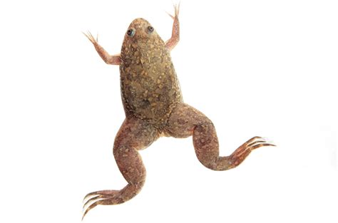 Jak se jmenuje Bílá žába?