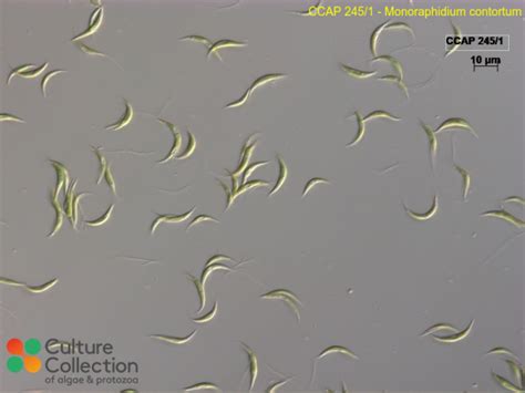 Monoraphidium Contortum Monoraphidium Contortum