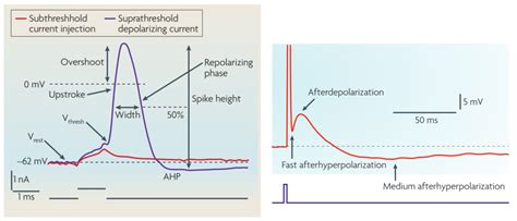 Patch Clamp Data Analysis In Clampfit Action Potentials Spikes And