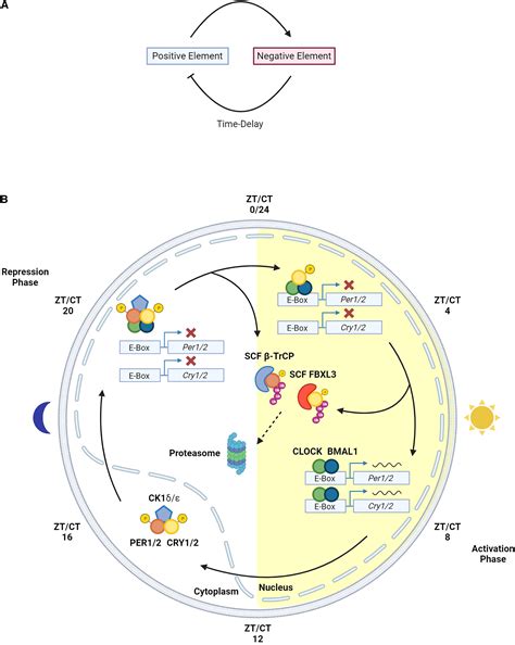 metabolic and chemical architecture of the mammalian circadian clock