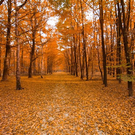 Best Fall Walking Trails In Mystic Whalers Inn