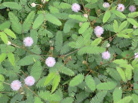 Mimosa Pudica Also Known As Touch Me Not Plant Leaves Plants