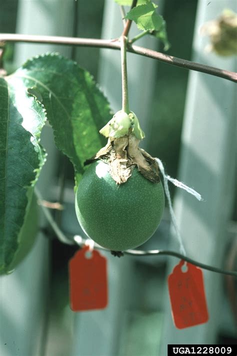 Passionflower Genus Passiflora Linnaeus