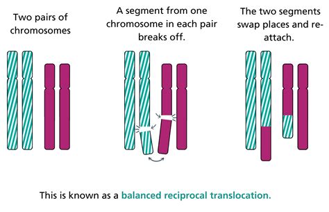 Visual Communication Aid Reciprocal Chromosome Translocations — Knowledge Hub