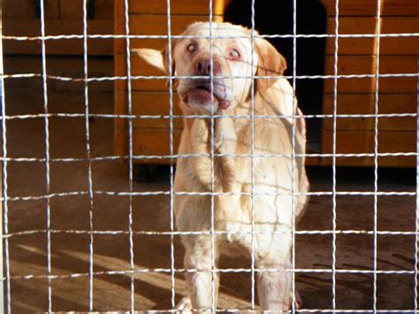 გასაჩუქებელი ლეკვები და ძაღლები თამაზ ელიზბარაშვილის თავშესაფრიდან