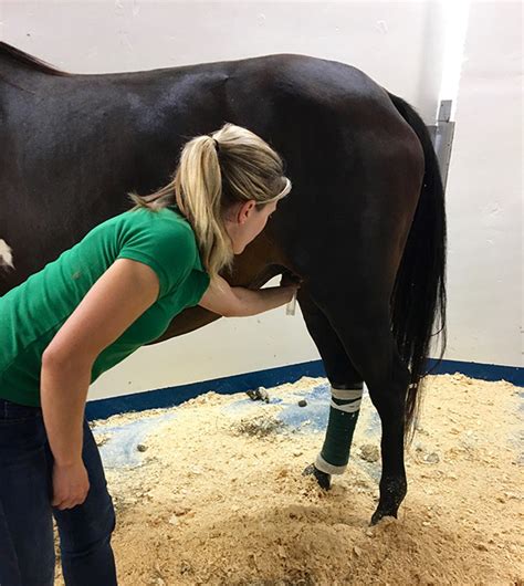 How Are Foals Cared For At Birth Countryside