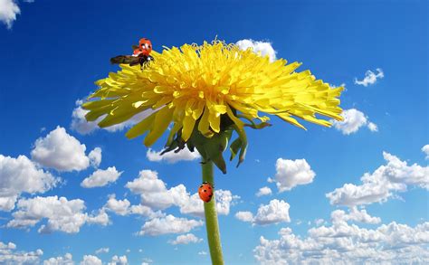Dandelion Treatment For Multiple Diseases Of The Human Body Stay Healthy In Illness