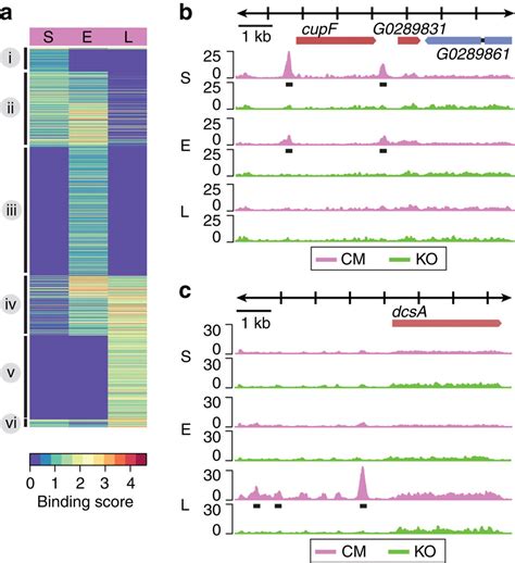 The GATA Transcription Factor GtaC Regulates Early Developmental Gene
