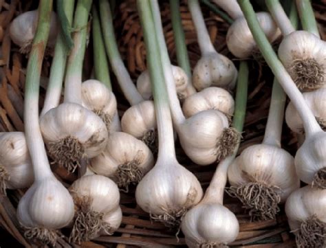 The Bulb Parts Of Allium Sativum Download Scientific Diagram