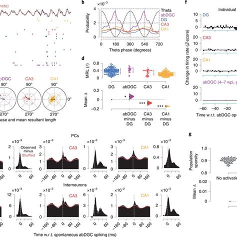 Adult Born Hippocampal Neurons Are Coupled To Temporal Network Dynamics