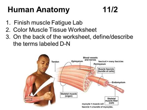 How To Interpret And Analyze Muscle Fatigue Lab Answers A Comprehensive Guide
