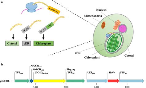 Schematic Drawings Of Chloroplast And Cer Localization In Download