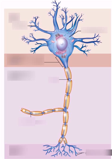 neuron 3 diagram quizlet