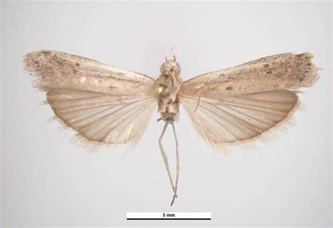 Insects The Sunflower Moth Omas Gardens