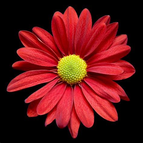 Flower Daisy Red