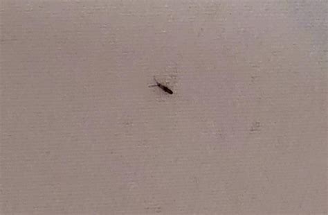 What Is This Bug Location Alberta Canada R Whatsthisbug