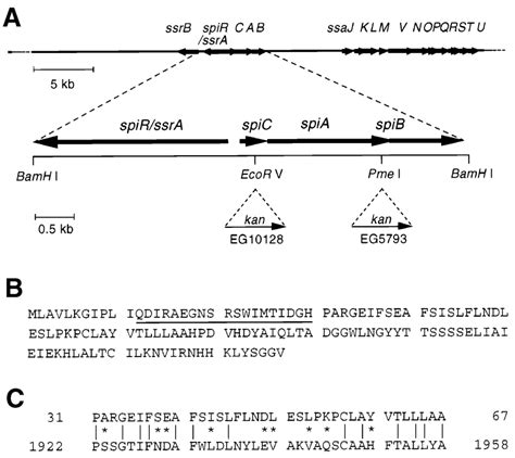 Map Of The Spi Locus Amino Acid Sequence Of The Spic Protein And Download Scientific Diagram