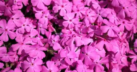 Tapices De Flox Rastrero Cómo Crear Un Jardín Colorido Y De Bajo