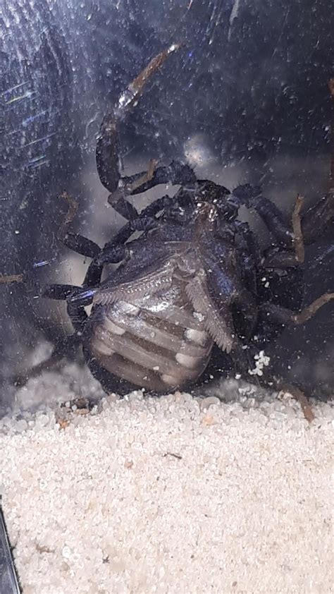 You Think Its Possible To Know The Sex Orthochirus Glabifrons That Molted A Week Ago R